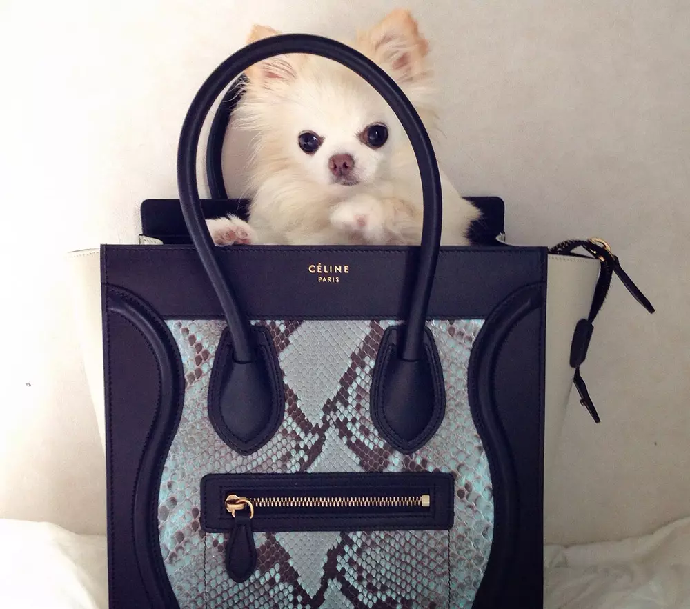 Kining 33 ka Pets ug Designer Bag kay Made in Heaven 15810_1