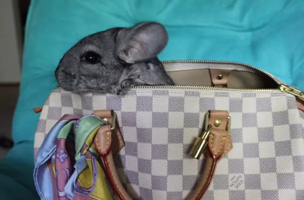 Cocoa Puff Chinchilla